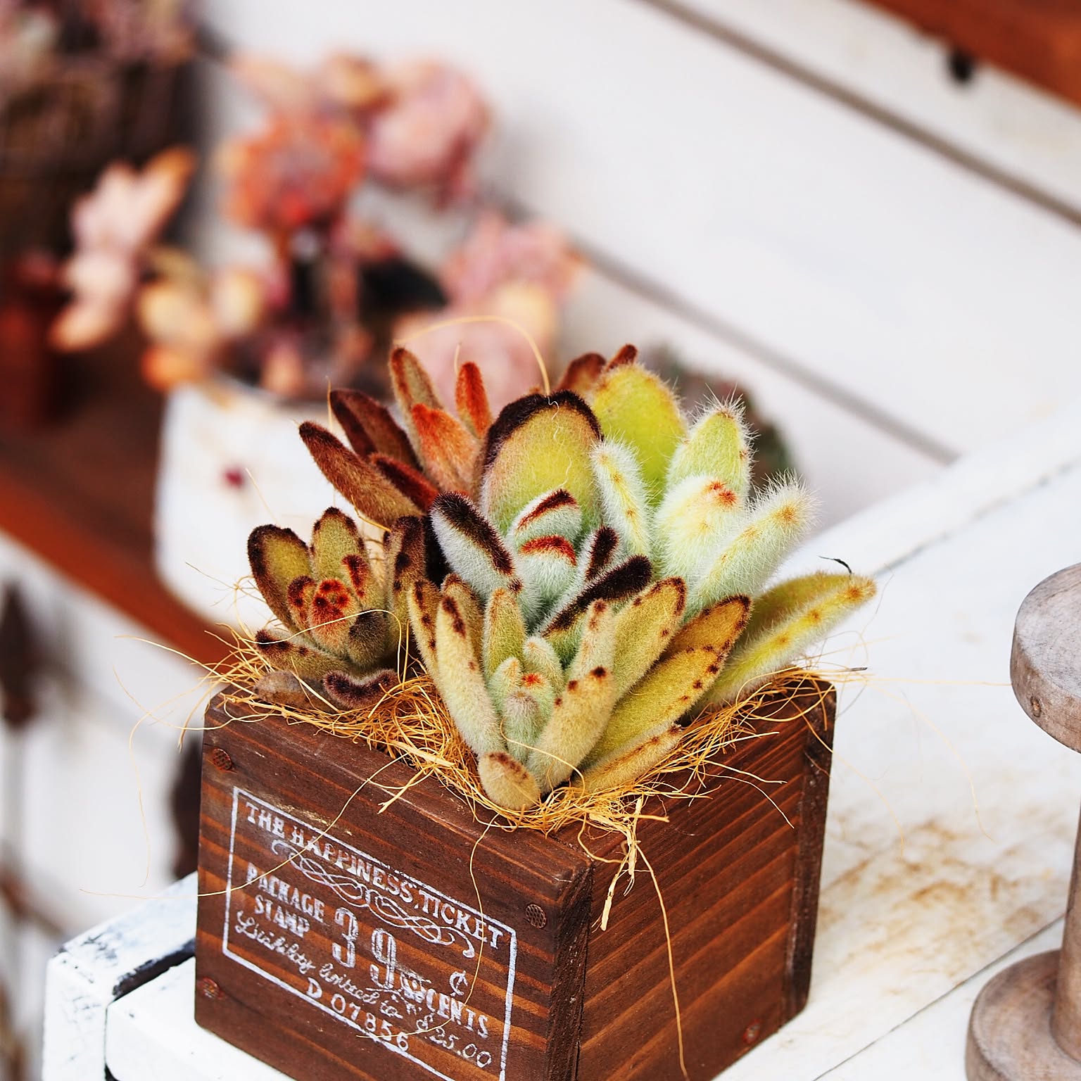 玄関/入り口/スタンプ/多肉植物/多肉植物寄せ植え/寄せ植え...などのインテリア実例 - 2016-03-24 21:11:00 ...