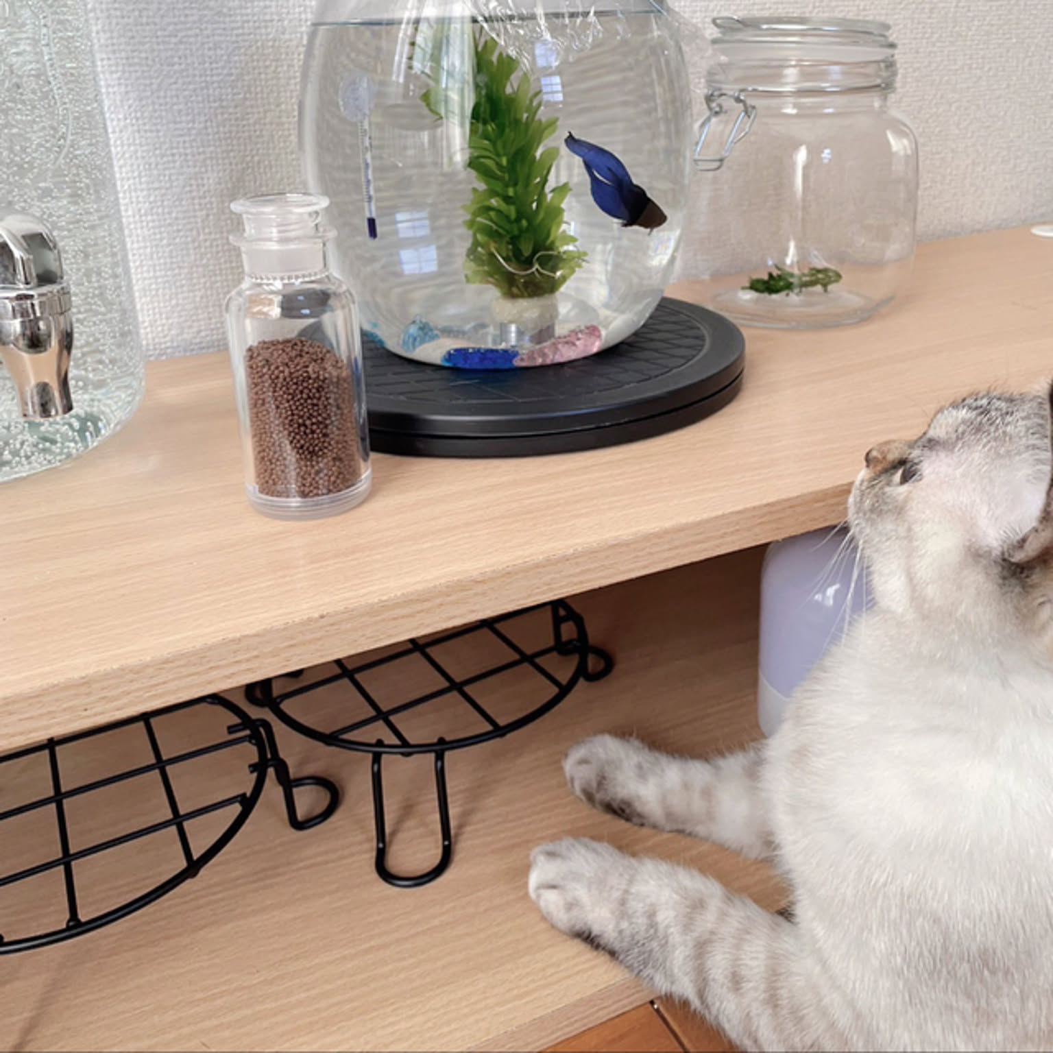 Daiso/seria/ボトルアクアリウム/回転台/GEX水槽...などのインテリア実例 - 2022-12-13 04:35:35 ｜ RoomClip（ルームクリップ）