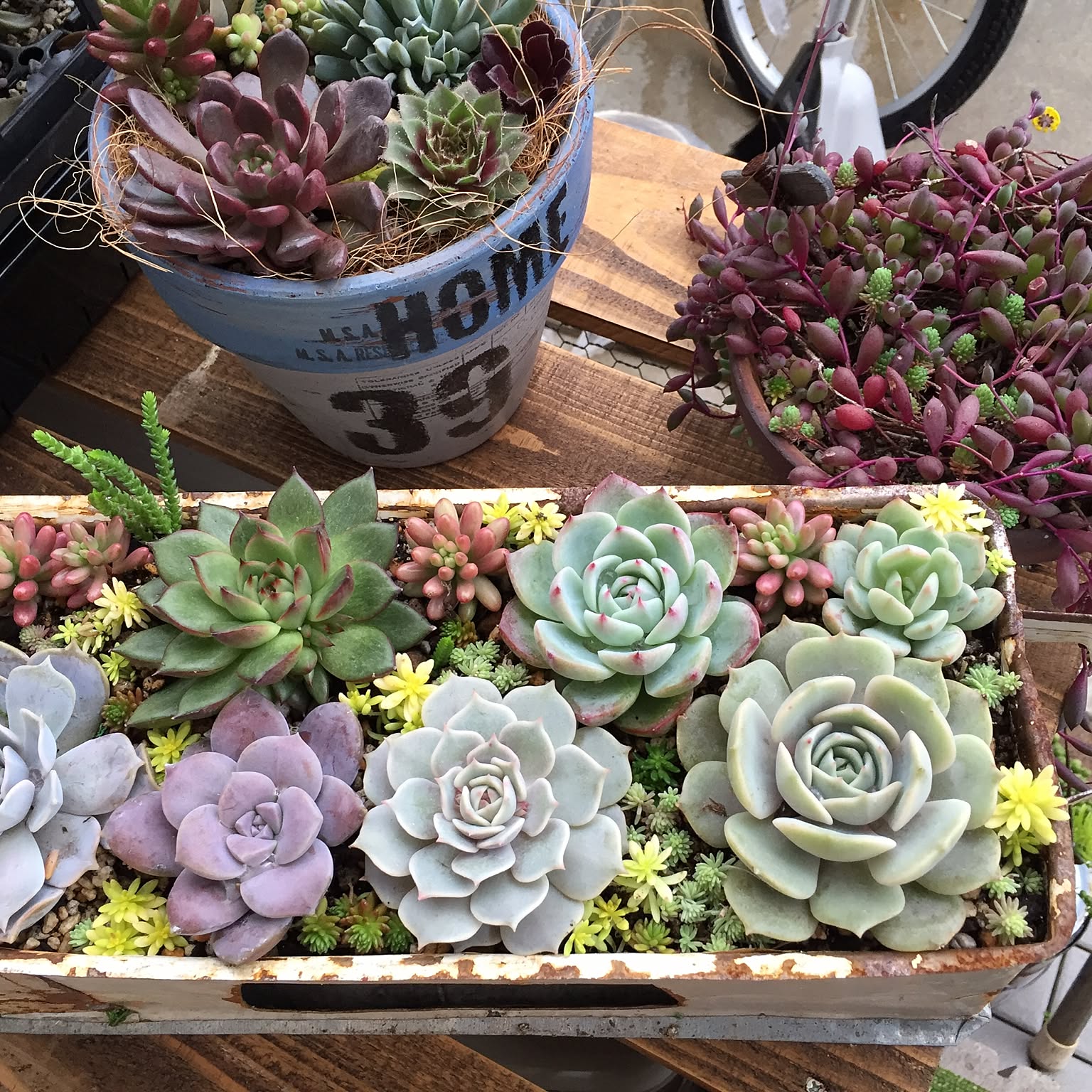 多肉寄せ植え セダムモリモリのおすすめ商品とおしゃれな実例 多肉寄せ植え セダムモリモリのおすすめ商品とおしゃれな実例