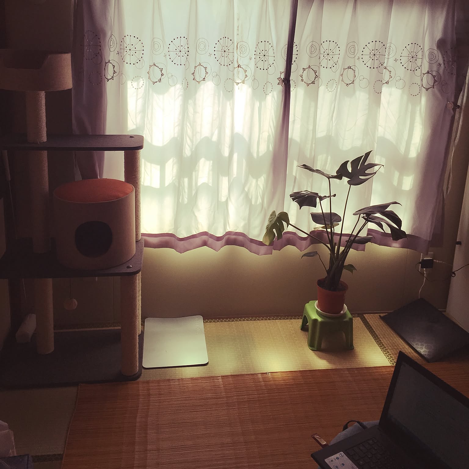 リビング/カインズ/キャットタワー/猫/観葉植物のインテリア実例 - 2016-09-27 11:06:33 ｜ RoomClip（ルームクリップ）