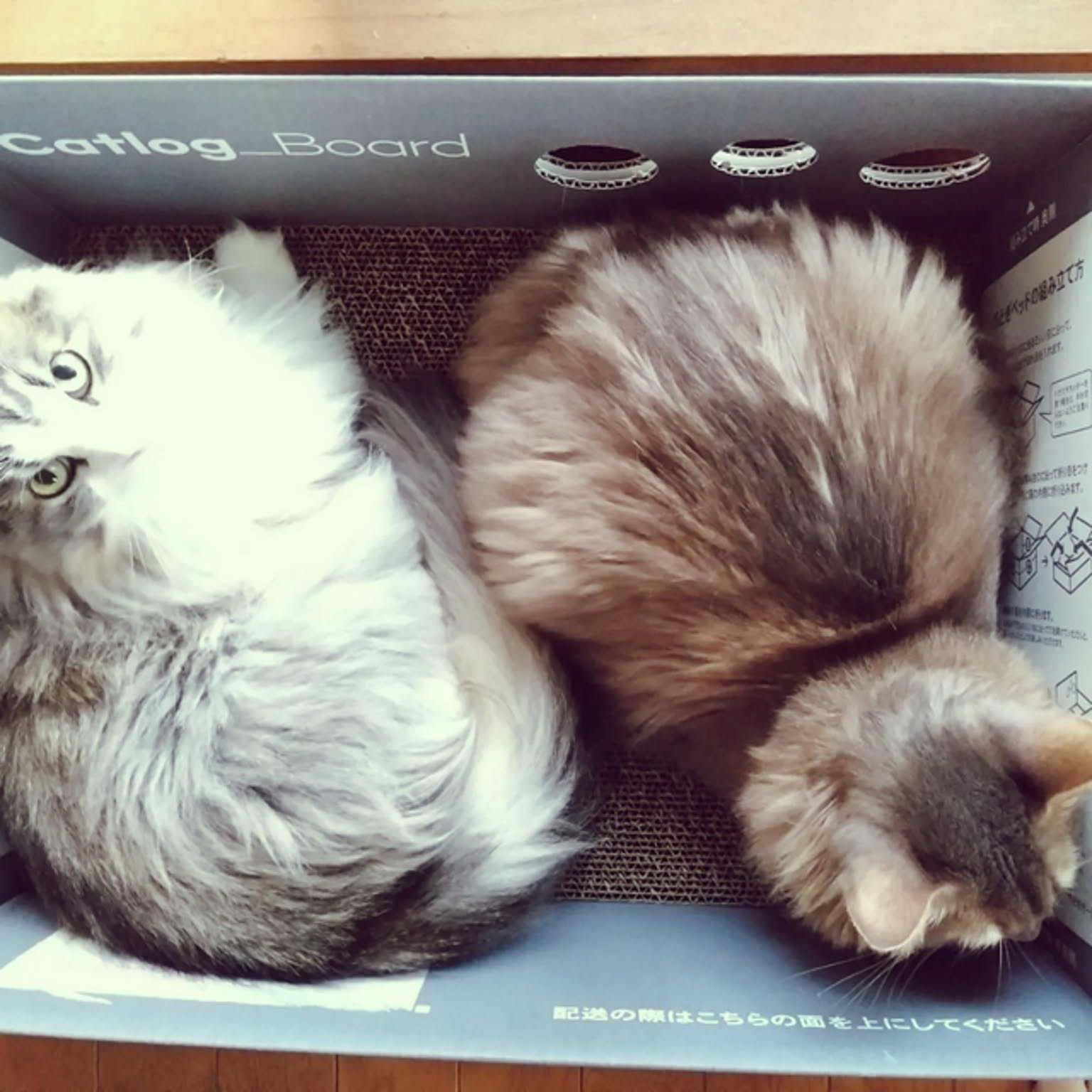 バス/トイレ/猫と暮らす家/catlog/catlogboardのインテリア実例 - 2022-10-06 07:29:20 ｜ RoomClip（ルームクリップ） | RoomClip ...