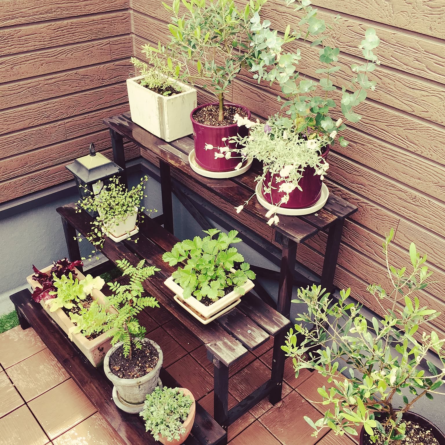 棚/多肉植物/植物/バルコニー/ガーデニングコーナーのインテリア実例 - 2015-04-28 13:48:26 ｜ RoomClip（ルーム ...