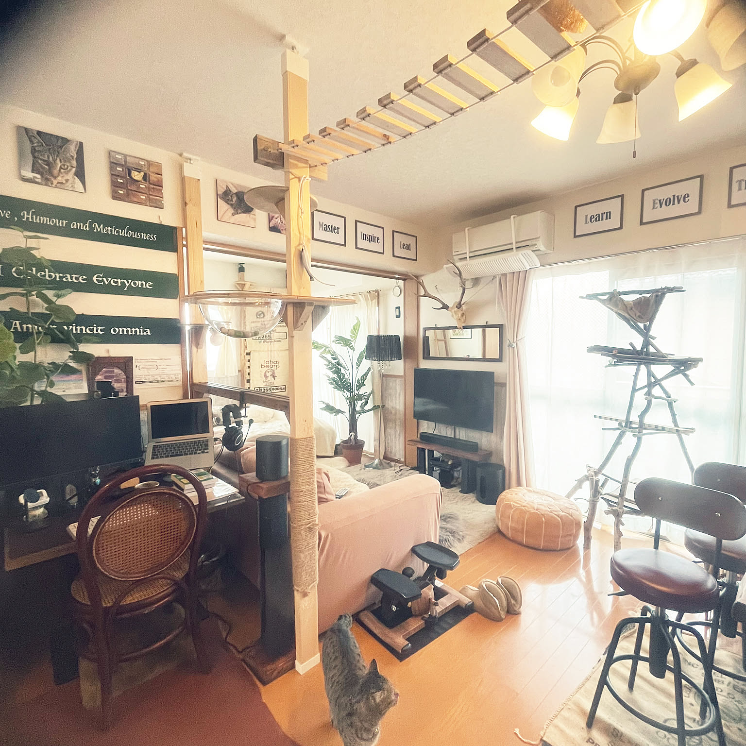 部屋全体/手作り家具/賃貸/賃貸インテリア/猫...などのインテリア実例 - 2024-06-30 12:45:32 ｜ RoomClip（ルームクリップ） | RoomClip（ルームクリップ）