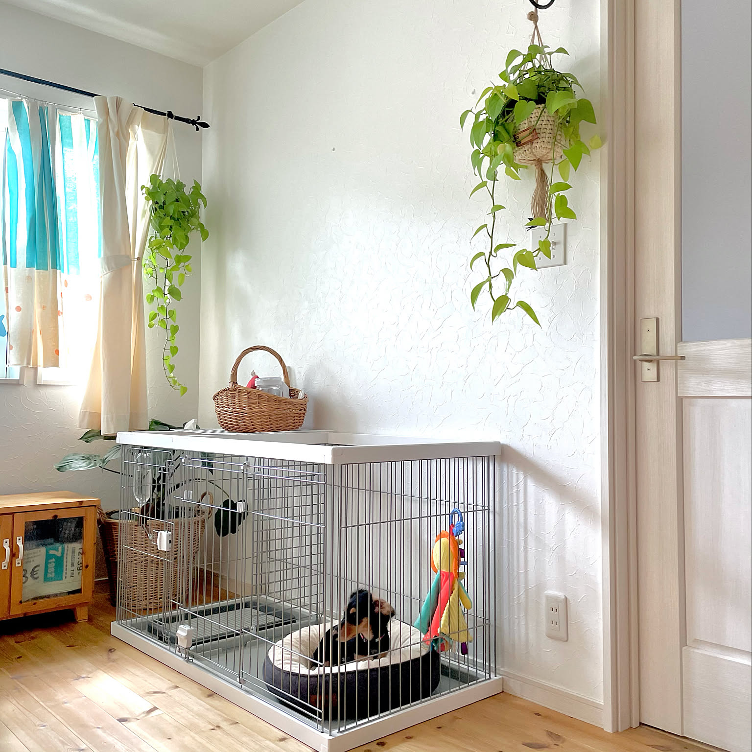 観葉植物 犬ケージのおすすめ商品とおしゃれな実例 | RoomClip 観葉植物 犬ケージのおすすめ商品とおしゃれな実例 | RoomClip