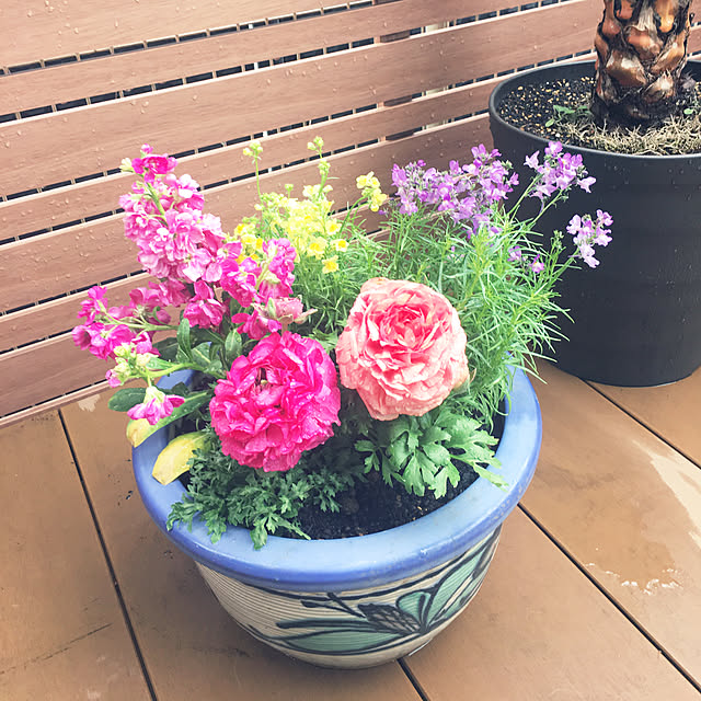 寄せ植え 金魚草のインテリア実例 | RoomClip(ルームクリップ) 寄せ植え 金魚草のインテリア実例 | RoomClip(ルームクリップ)