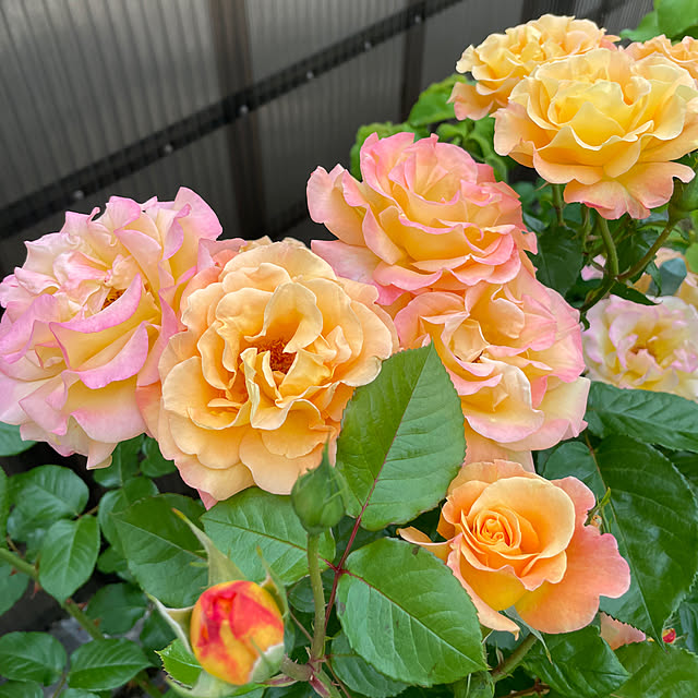 薔薇が好きのインテリア実例 | RoomClip(ルームクリップ) 薔薇が好きのインテリア実例 | RoomClip(ルームクリップ)