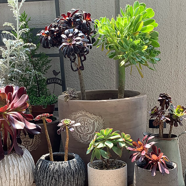 鉢植え アエオニウムのおすすめ商品とおしゃれな実例 鉢植え アエオニウムのおすすめ商品とおしゃれな実例