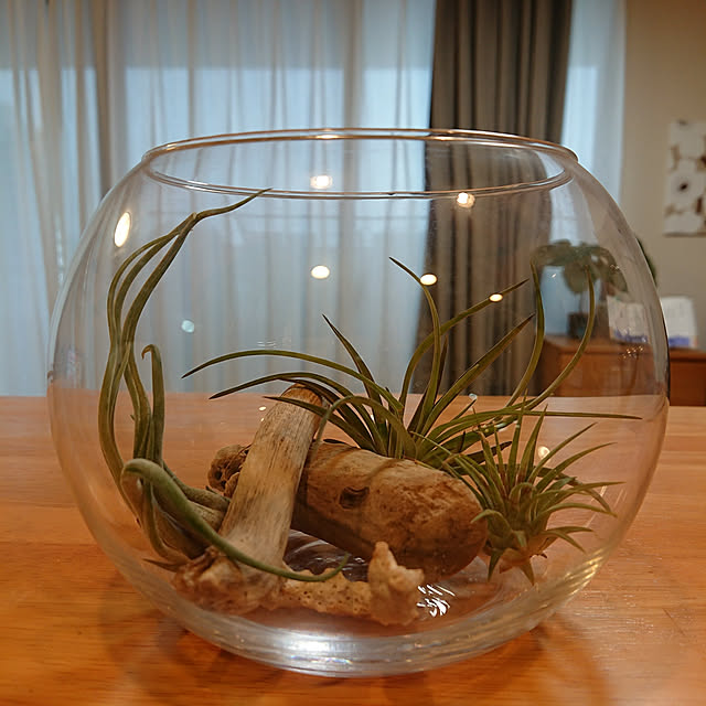 流木 珊瑚のおしゃれなアレンジ・飾り方のインテリア実例 流木 珊瑚のおしゃれなアレンジ・飾り方のインテリア実例
