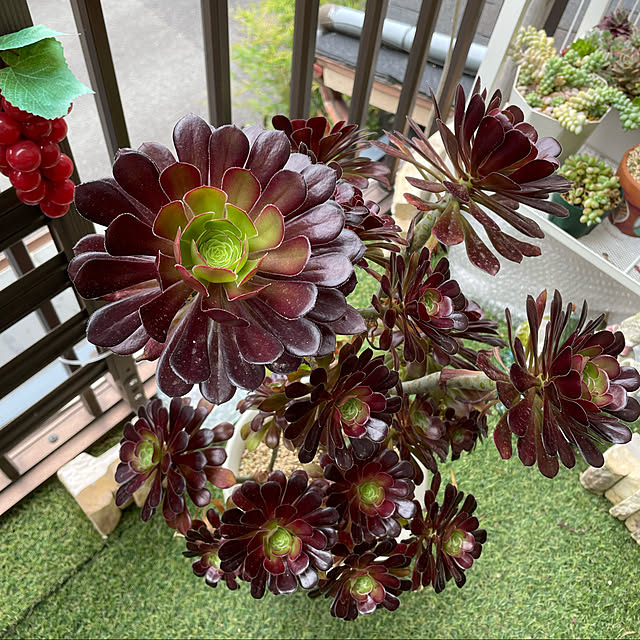 鉢植え アエオニウムのおすすめ商品とおしゃれな実例 鉢植え アエオニウムのおすすめ商品とおしゃれな実例
