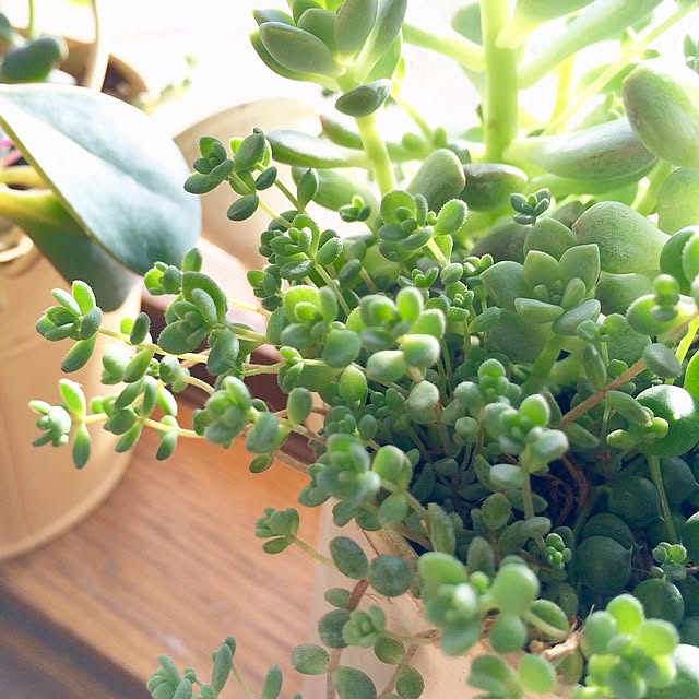 多肉植物 ブレビフォリウムのおしゃれなアレンジ・飾り方の 多肉植物 ブレビフォリウムのおしゃれなアレンジ・飾り方の