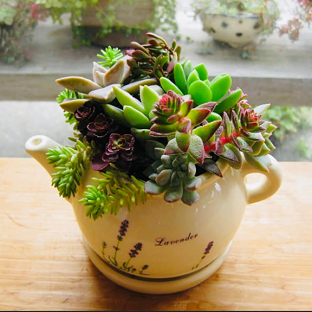 Fスチール リメ缶 リメイク鉢(多肉植物 寄せ植え エアープランツ Fスチール リメ缶 リメイク鉢(多肉植物 寄せ植え エアープランツ
