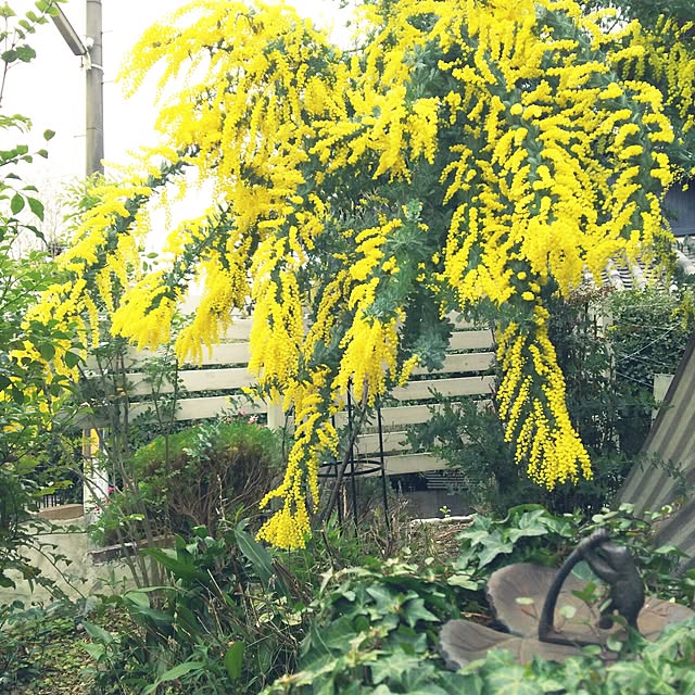 お庭の花/ミモザ満開/ミモザアカシア/小さな庭/玄関/入り口 お庭の花/ミモザ満開/ミモザアカシア/小さな庭/玄関/入り口