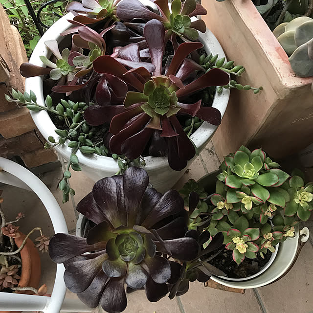 鉢植え アエオニウムのおすすめ商品とおしゃれな実例 鉢植え アエオニウムのおすすめ商品とおしゃれな実例