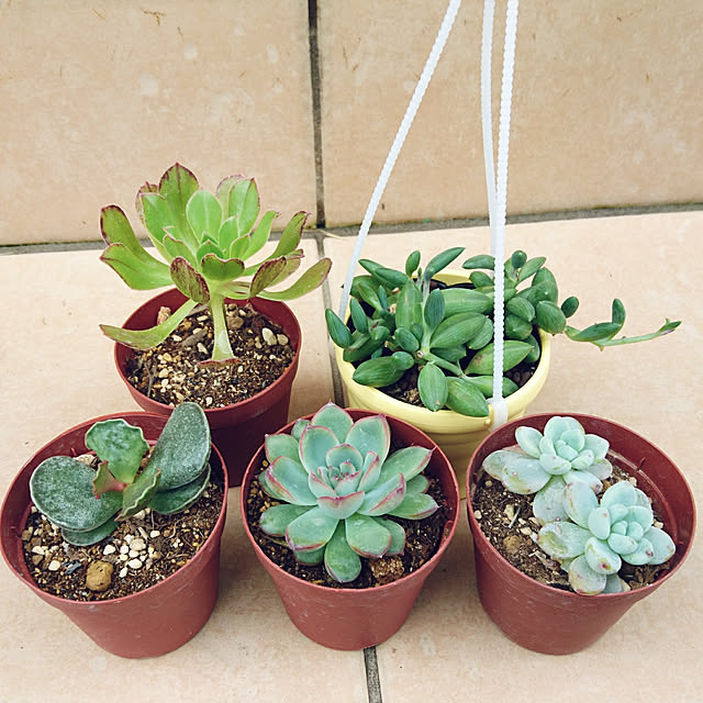 寄せ植え アエオニウムのインテリア実例 | RoomClip(ルーム 寄せ植え アエオニウムのインテリア実例 | RoomClip(ルーム