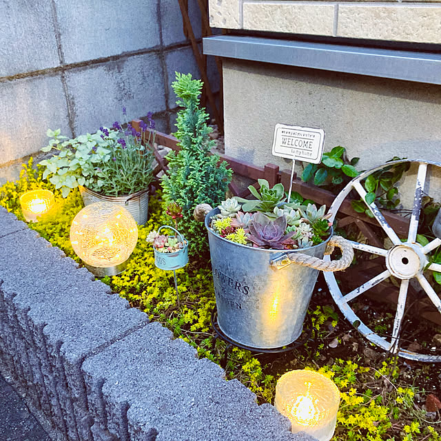 多肉寄せ植え セダムモリモリのおすすめ商品とおしゃれな実例 多肉寄せ植え セダムモリモリのおすすめ商品とおしゃれな実例