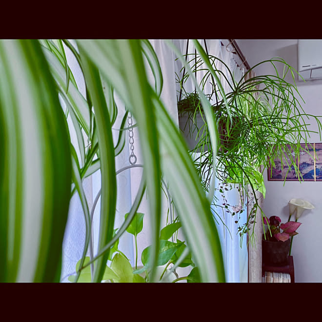 壁/天井/クリムソングローリー/クリムゾングローリー/ジュリア/オリヅルラン...などのインテリア実例 - 2024-06-21 14:29:31 ｜ RoomClip（ルームクリップ ...