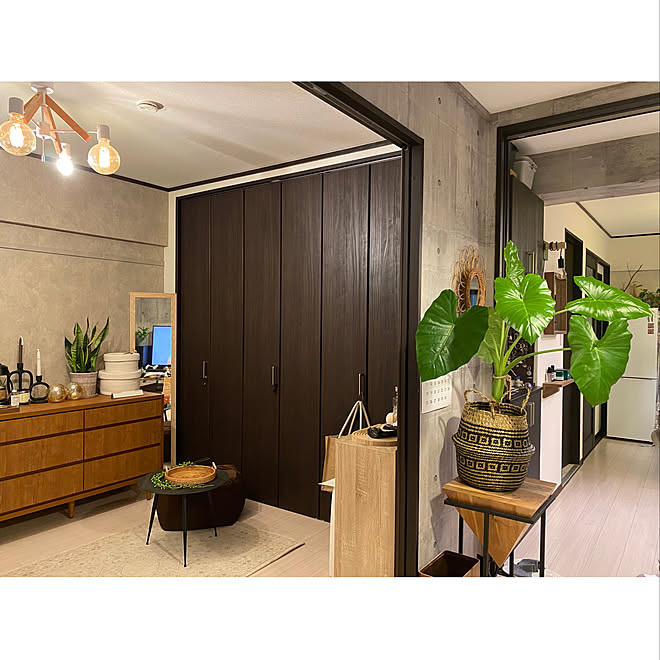 2022.9.10/グリーンのある暮らし/クワズイモ/観葉植物のある暮らし/現状回復OK...などのインテリア実例 - 2022-09-10 10:26:41 ｜ RoomClip（ルーム ...