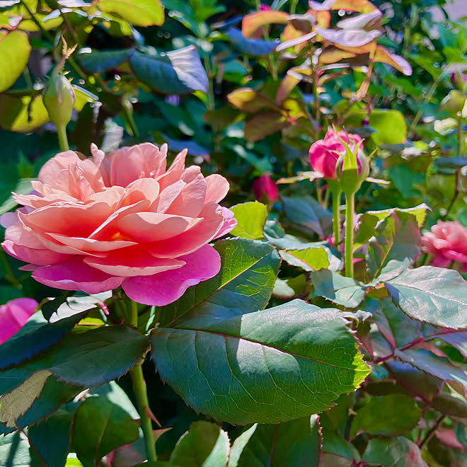 棚/コウモリラン/観葉植物/ビカクシダ/花...などのインテリア実例 - 2024-07-01 09:11:33 ｜ RoomClip（ルームクリップ） | RoomClip（ルームクリップ）