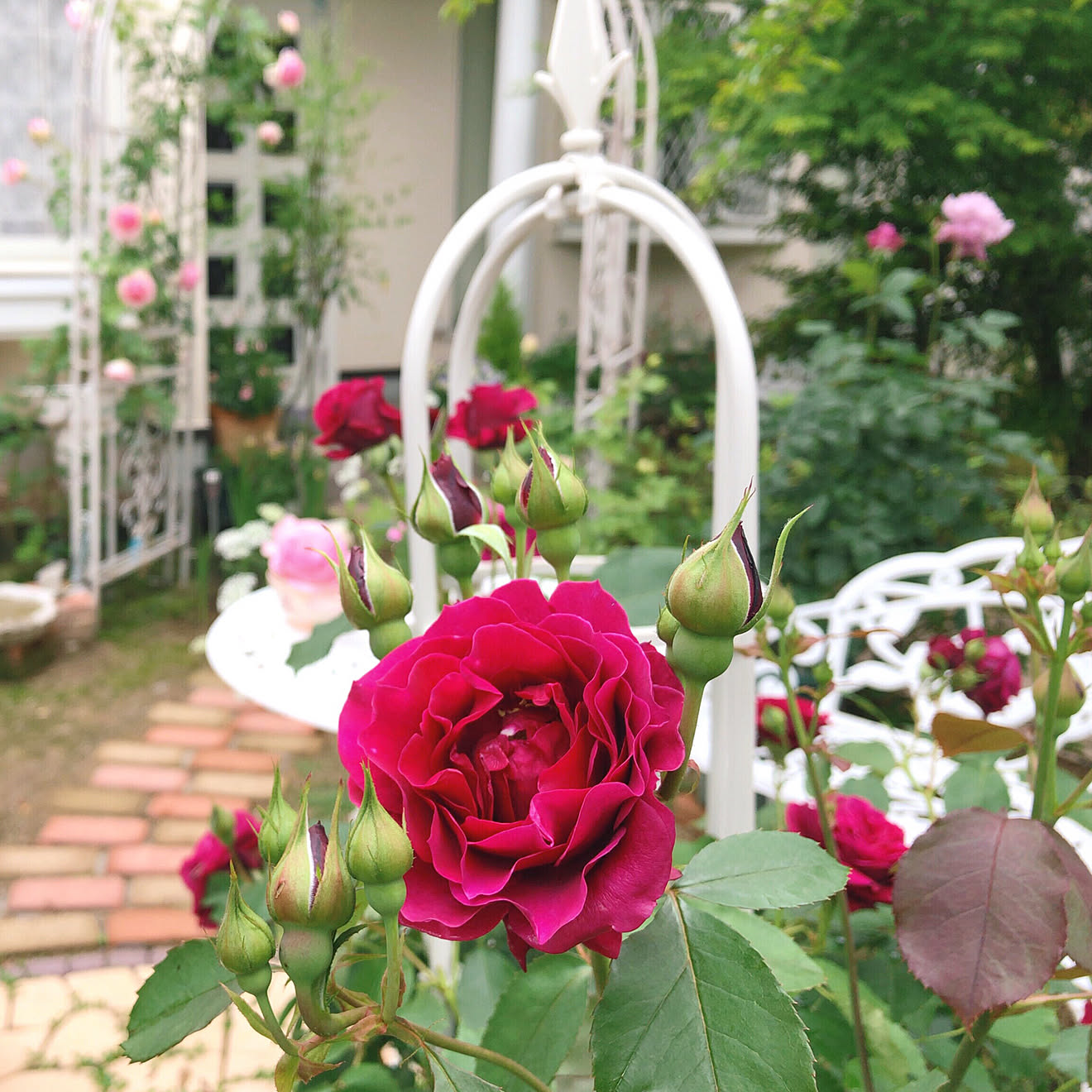 記録用なのでコメントお気遣いなく♡/ロサオリエンティス/オデュッセイア/香りのある薔薇/玄関/入り口...などのインテリア実例 - 2021 ...