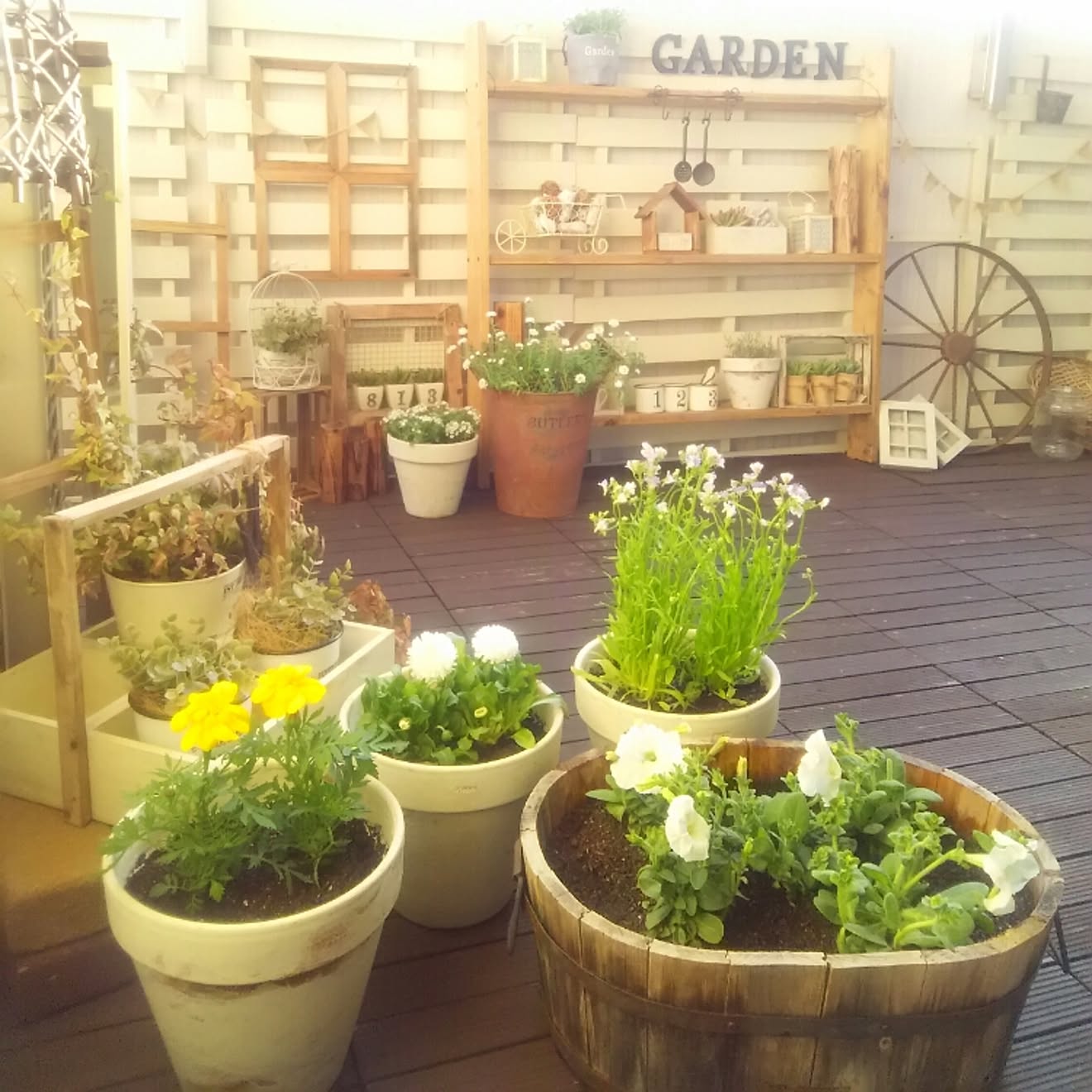 キッチン/ウンベラータ/観葉植物のある部屋/観葉植物/2016.3.21...などのインテリア実例 - 2016-03-21 09:55:32 ...