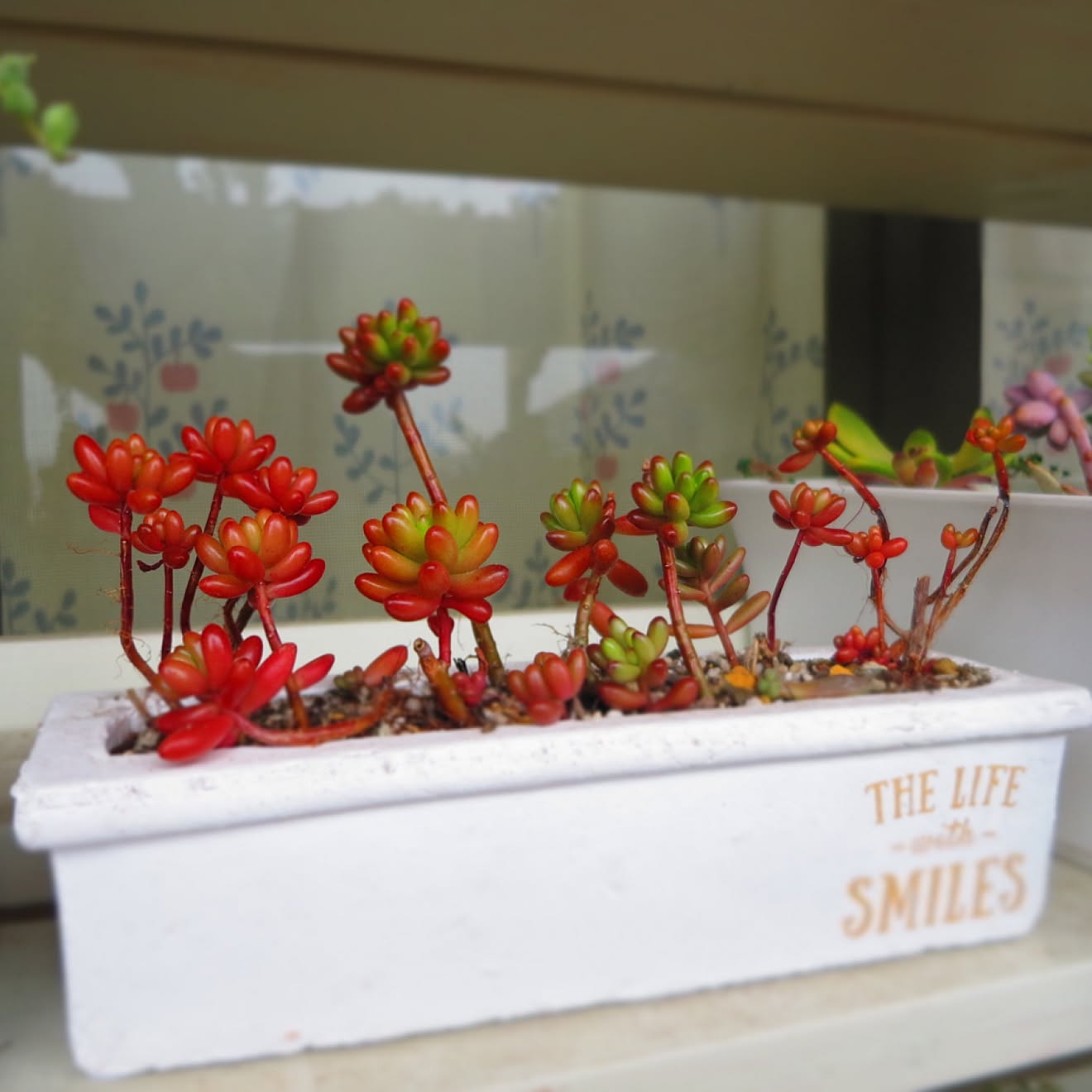 リビング/グリネ/NO GREEN NO LIFE/虹の玉/グリーンのある暮らし...などのインテリア実例 - 2016-12-22 19: ...