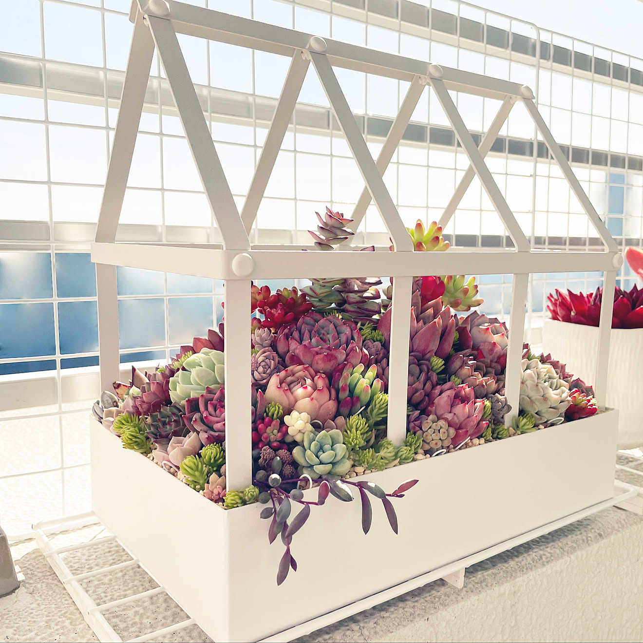 ダイソー 庭 ガーデニング 北欧 多肉植物 などのインテリア実例 2021 08 31 09 54 23 ｜ Roomclip（ルーム