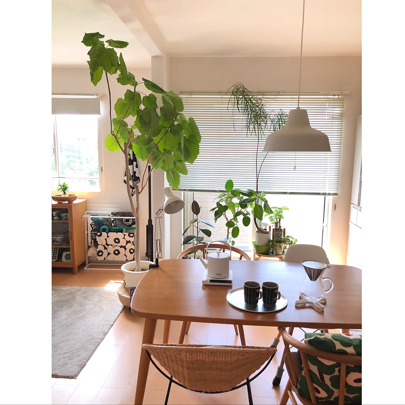 リビング/グリーン/観葉植物/植物のある暮らし/賃貸アパートのインテリア実例 - 2022-09-24 11:37:55 ｜ RoomClip（ルームクリップ） | RoomClip（ルームクリップ）