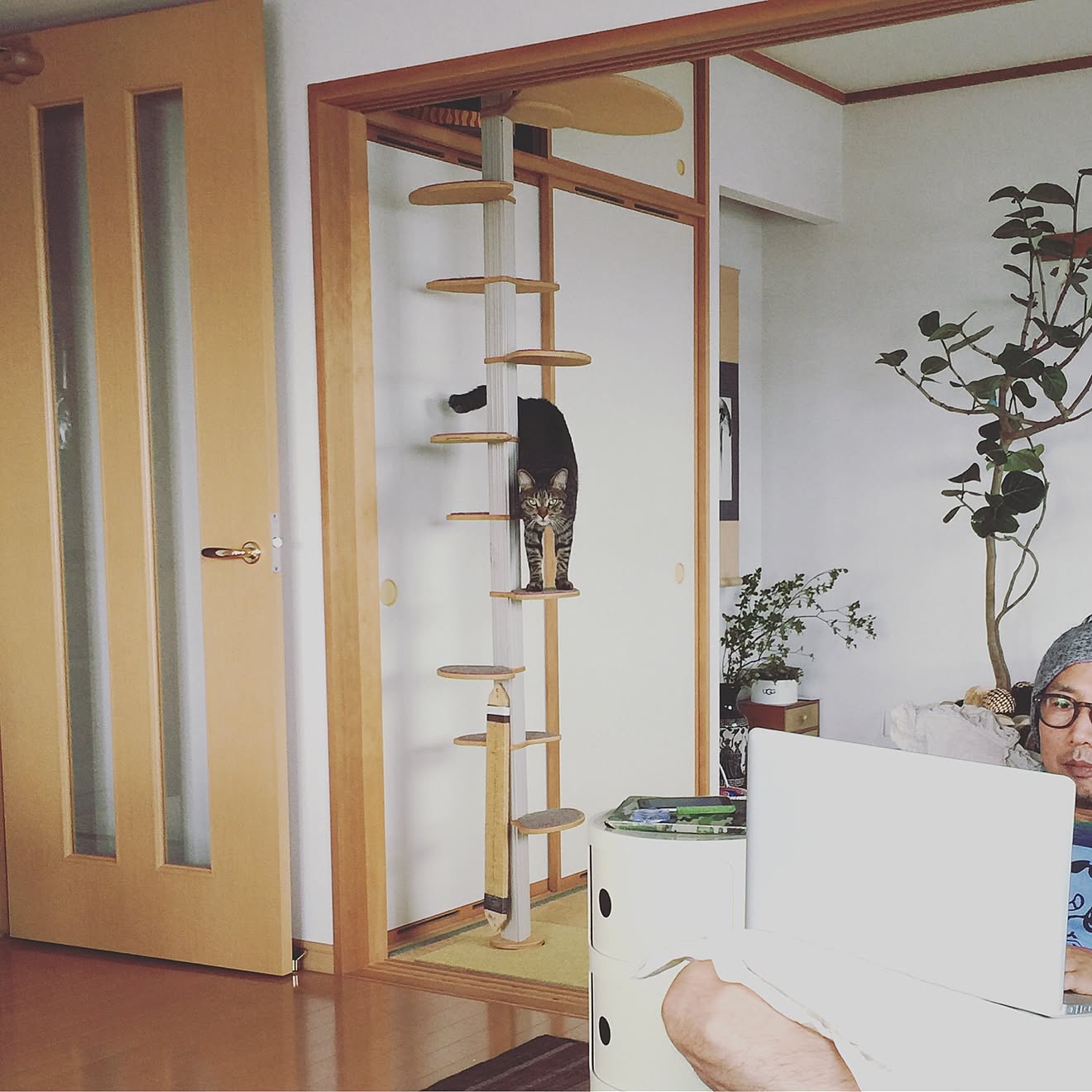 リビング/カインズ/キャットタワー/猫/観葉植物のインテリア実例 - 2016-09-27 11:06:33 ｜ RoomClip（ルームクリップ）