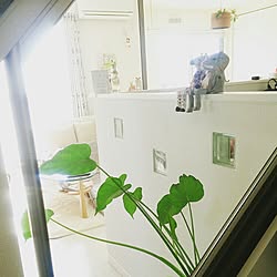観葉植物/クワズイモ/ウンベラータ/ダイソー/Francfrancのインテリア実例 - 2015-11-09 14:30:10 ...
