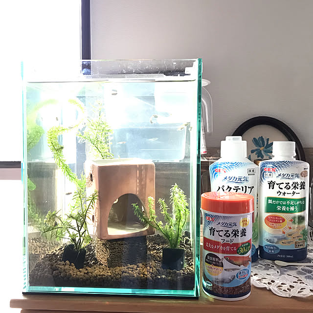 【写真付きレビュー】ジェックス GEX メダカ元気 育てる栄養ウォーター 300mL 室内飼育 栄養補給 稚魚 メダカ 300ミリリットル (x 1)の通販商品&口コミ情報 ...