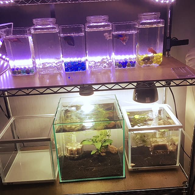 ジェックス GEX 金魚元気 キューブセット 水槽サイズ:約W20×D20×H20cm 水容量:約6L 水槽ホワイトフレーム幅20cm - 通販 | 家具とインテリアの通販【RoomClip ...