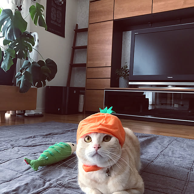 【写真付きレビュー】【あす楽】 モデコ モデキャットリターボックス/modko modkat litter box 本体上から出入りする ...