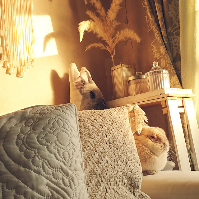 【写真付きレビュー】干し花 ドライフラワー パンパスグラス Majoreal 乾燥した花 小さな花 フラグミテス花 家庭用花束 結婚式 記念日 ...