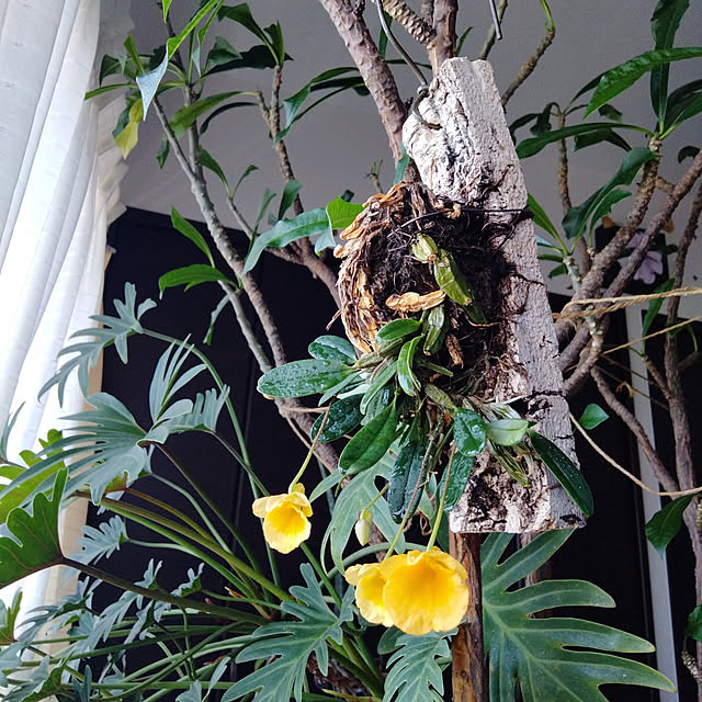 【写真付きレビュー】【花なし株】 デンドロビューム アグレガタム Den.aggregatum 原種 3号鉢 15cm 開花サイズ(BS)の ...