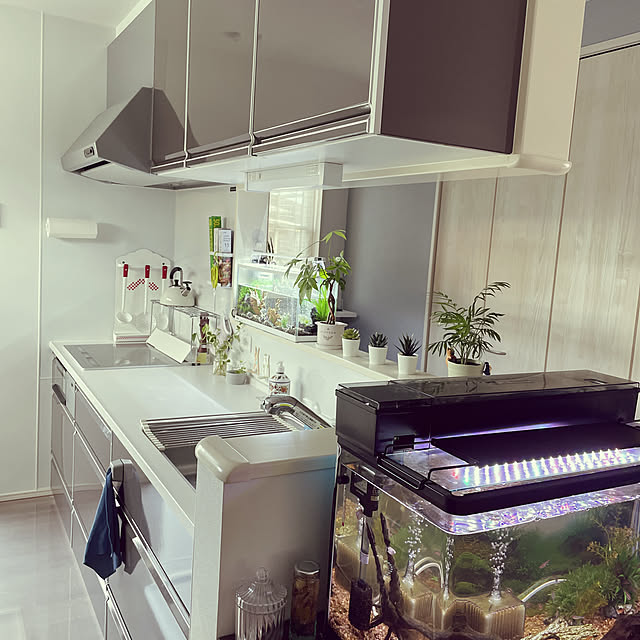 【写真付きレビュー】GEX AQUARIUM デスクボーイWH600 奥行きスリム17cm コーナーパワーフィルター付属 水槽2年保証ホワイトフレーム水槽W60×D17×H25.4cm 約 ...