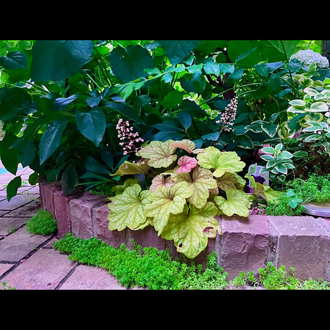 玄関/入り口/ロサオリエンティス/セダム/ヒューケラ/タイプ1...などのインテリア実例 - 2024-06-26 13:02:54 ｜ RoomClip（ルームクリップ）