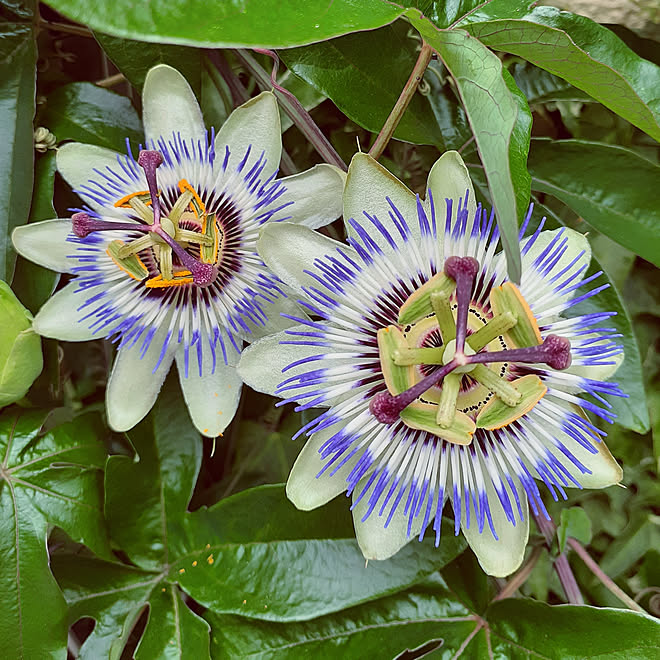 ガーデニング/ベッド周り/DIY/庭のある暮らし/誤字脱字すいません(^^;...などのインテリア実例 - 2018-09-23 14:28:34 ｜ RoomClip（ルームクリップ）