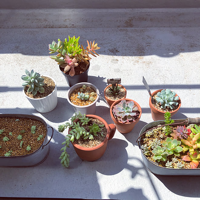 ベランダ日光浴/みんな成長してるよ/いつもいいねやコメありがとうございます♡/多肉植物のある暮らし/壁/天井のインテリア実例 - 2021 ...