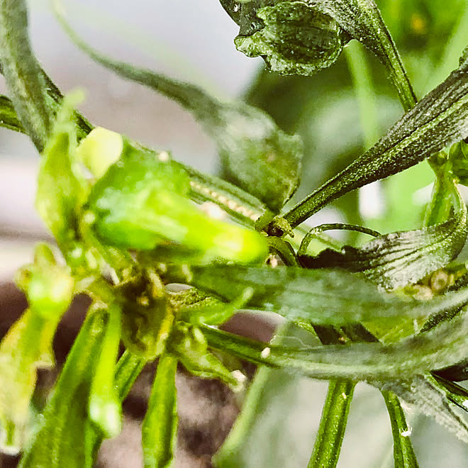 部屋全体/中玉トマト栽培/フルーツミニトマト栽培/ミニトマト栽培/つやぷるんミニゴールド栽培...などのインテリア実例 - 2023-10 ...