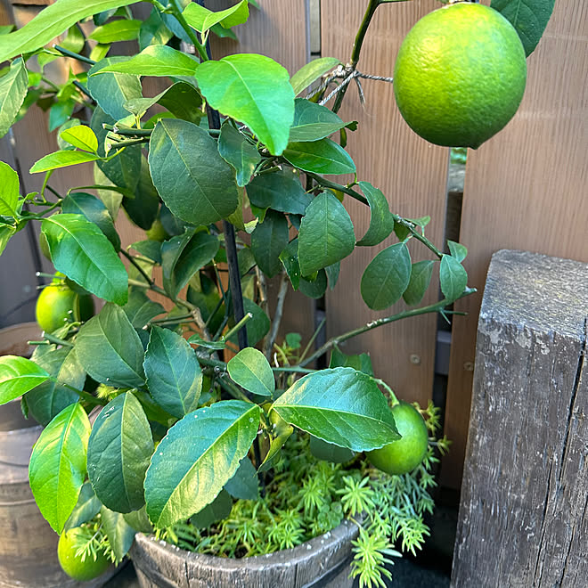 玄関/入り口/いちご栽培/レモンの木/いちご/エクステリア...などのインテリア実例 - 2023-11-13 22:25:32 ｜ RoomClip（ルームクリップ）