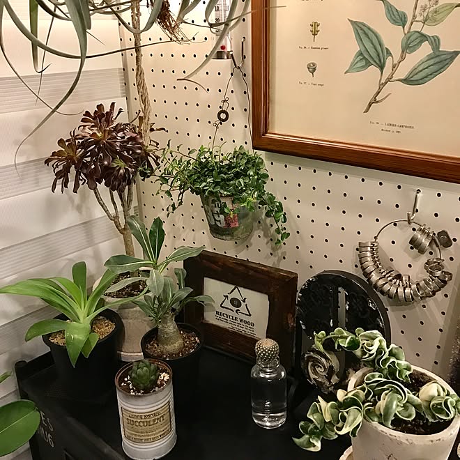 観葉植物/窓際のグリーン/有孔ボード/棚のインテリア実例 - 2016-11-19 19:39:48 ｜ RoomClip（ルームクリップ）