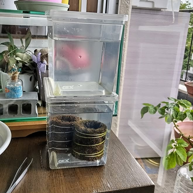わたしの休日のすごし方/マンション暮らし/メダカの産卵/メダカの産卵用とんねる/GEX...などのインテリア実例 - 2024-05-01 08:16:01 ｜ RoomClip（ルーム ...
