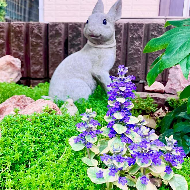 玄関/入り口/セダム/ピンクロック/アジュガバーガンディーグロー/アジュガ バーガンディーグロー...などのインテリア実例 - 2024-04-25 12:59:55 ｜ RoomClip ...