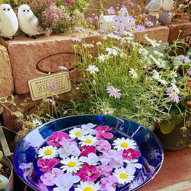 玄関/入り口/ノースポール/花のある暮らし/グリーンのある暮らし/ふたり暮らし...などのインテリア実例 - 2024-04-27 21:07:17 ｜ RoomClip（ルームクリップ）