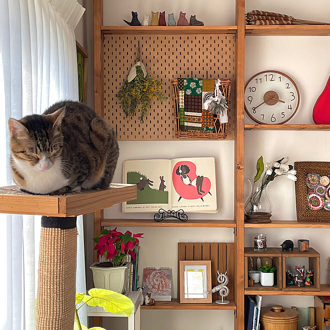 部屋全体/キャットタワー/ラグ 姉 キジトラ/ミモザのリース/ミモザのドライ...などのインテリア実例 - 2024-03-22 16:58: ...