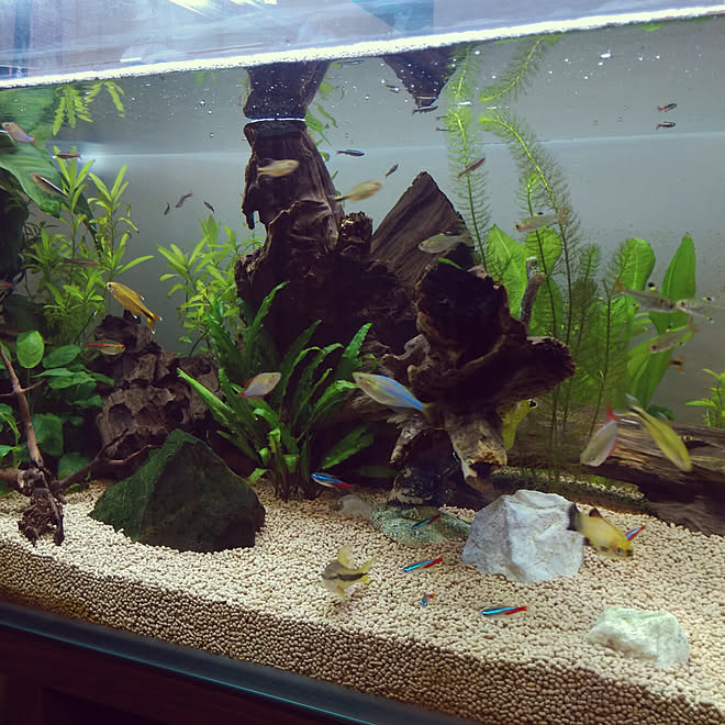 リビング 熱帯魚 熱帯魚水槽 カエルの置物のインテリア実例 2017 08 28 22 03 20 | Roomclip(ルームクリップ)