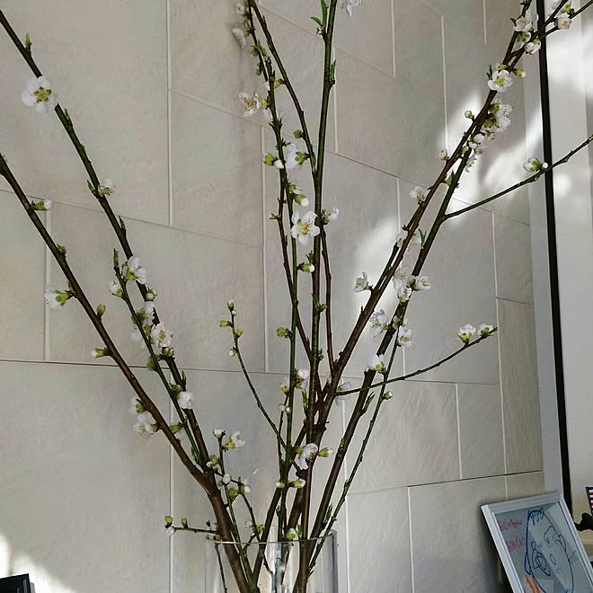 棚/シンプルインテリア/シンプルライフ/インテリア/リビング...などのインテリア実例 - 2017-09-02 08:26:29 ...