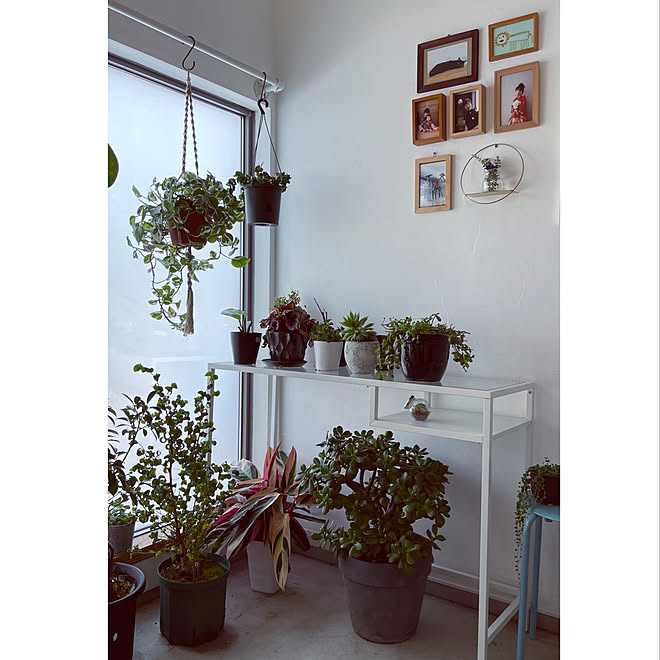 soramado/暮らしの一コマ/観葉植物/植物/ナチュラルガーデン...などのインテリア実例 - 2022-08-17 20:02:29 ...