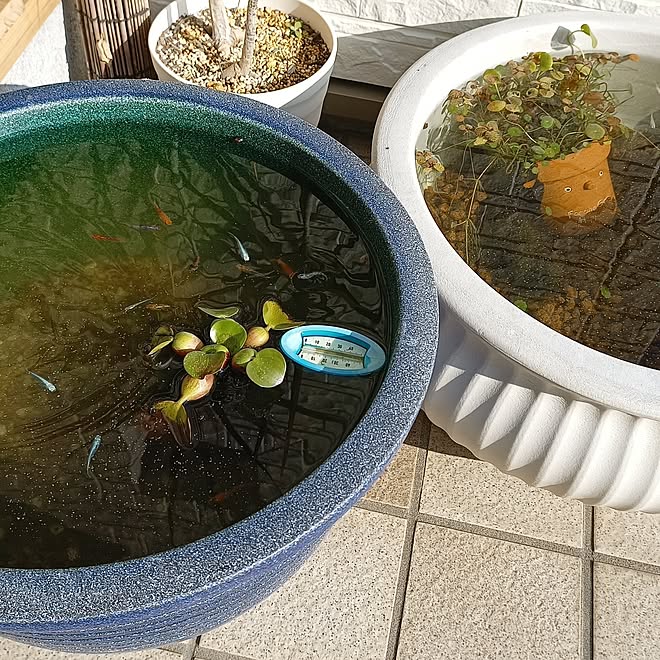 玄関/入り口/ビオトープ/めだかと暮らす/めだか/観葉植物のインテリア実例 - 2024-01-04 21:53:40 ｜ RoomClip ...