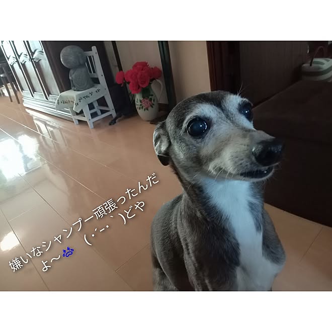 キッチン/癒しの空間/賃貸アパート/3LDK/お一人様...などのインテリア実例 - 2024-02-17 19:23:35 ｜ RoomClip（ルームクリップ）